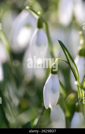 blossom, spring, snowdrop, blossoms, snowdrops Stock Photo - Alamy