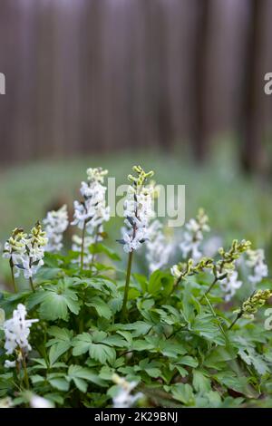 Hollow smokestack (Corydalis cava), spring forest, Southern Moravia ...