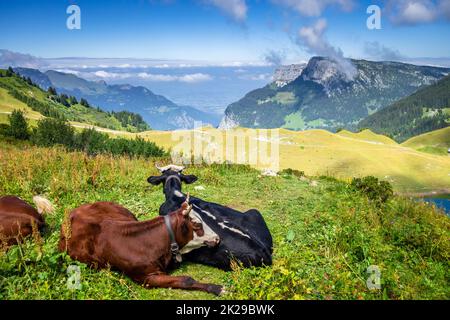 Cows in a mountain field. The Grand-Bornand, France Stock Photo - Alamy
