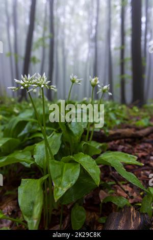 bears garlic, spring beech forest in White Carpathians, Southern ...