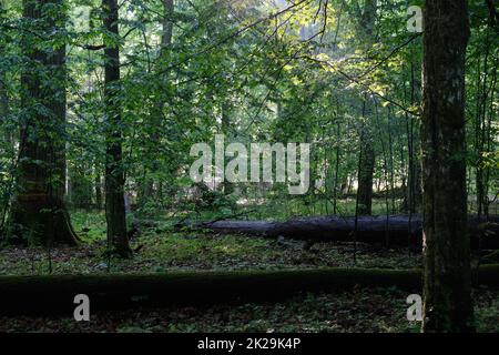 Springtime deciduous tree stand with hornbeams and oaks Stock Photo - Alamy