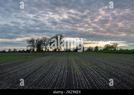 Plant seedlings in the field and evening sky, Zarzecze, Poland Stock ...