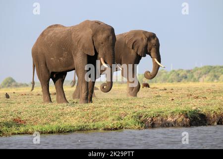Elephants in Chobe Nationalpark. Botswana Stock Photo - Alamy