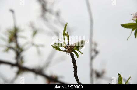 the first small almonds on the almond tree in the province of Alicante ...