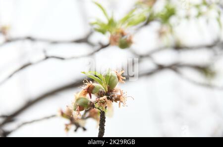 the first small almonds on the almond tree in the province of Alicante ...