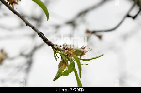 the first small almonds on the almond tree in the province of Alicante ...