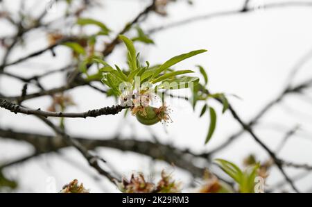 almonds on the almond tree in the province of Alicante, Costa Blanca ...