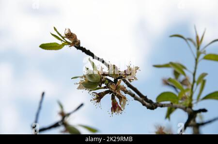 the first small almonds on the almond tree in the province of Alicante ...