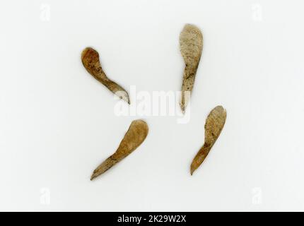 glider gliding seed Stock Photo - Alamy
