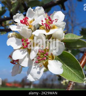 Eating apple blossoms under a blue sky Stock Photo - Alamy
