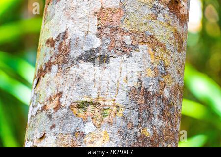 Tropical orange tree bark texture with moss and lichen Mexico Stock ...