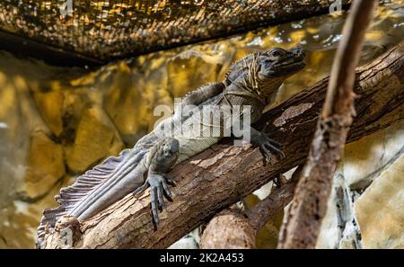Philippine Sailfin Lizard Stock Photo - Alamy