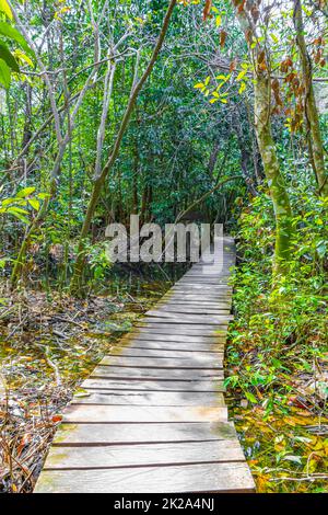 Tropical jungle plants trees wooden walking trails Sian Kaan Mexico ...