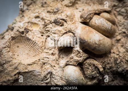 Gastropod and sea shell fossils trapped in sandstone Stock Photo - Alamy