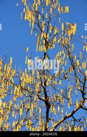 Hazelnut blossom in Germany in wintertime Stock Photo - Alamy