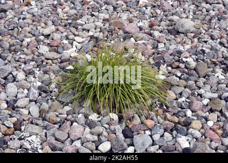 Chinese reeds,Miscanthus Sinensis Stock Photo - Alamy