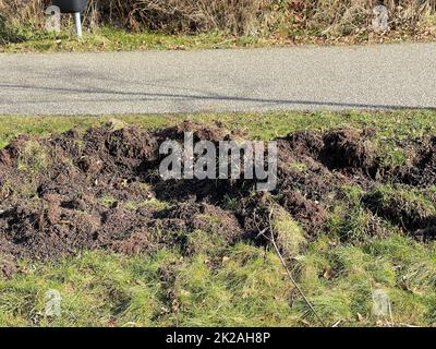 Wild boar tracks Stock Photo - Alamy