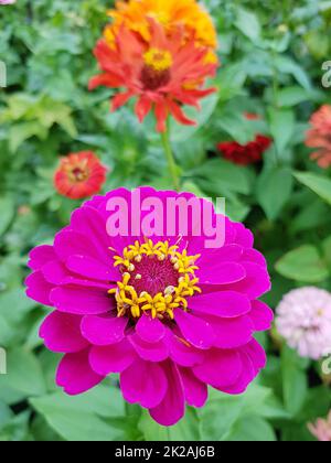 Zinnia flower close up with blurred background. Zinnia flower in the ...