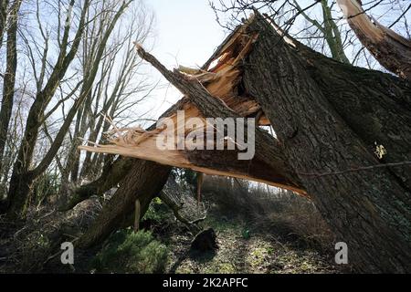 Huge tree that fell over in a strong storm Stock Photo - Alamy