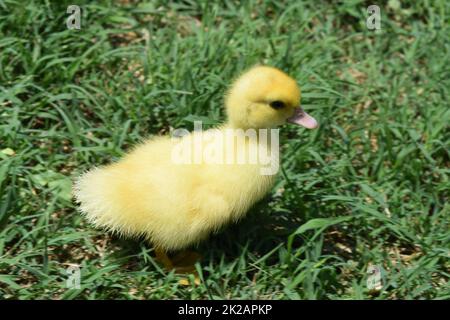Ducklings of a musky duck Stock Photo - Alamy