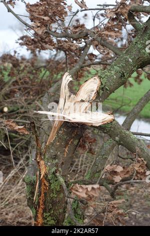 Small tree with a broken branch after storm Stock Photo - Alamy