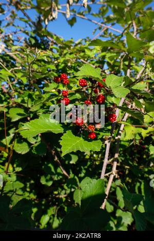 Blooming mulberry tree. Black and red mulberries on the branch of tree ...
