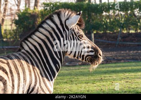 A closeup shot of a zebra at the zoo Stock Photo - Alamy