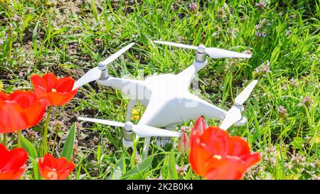 Quadrocopter DJI Phantom 4 is located on a meadow with red tulip ...
