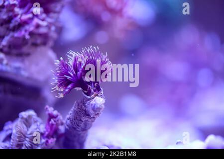A lime tube worm in a marine aquarium Stock Photo - Alamy