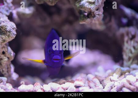 A striped - dwarf emperor Centropyge Bispinosa in a marine aquarium ...
