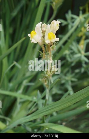 Creeping butter and eggs (Linaria supina). Called Prostrate toadflax ...