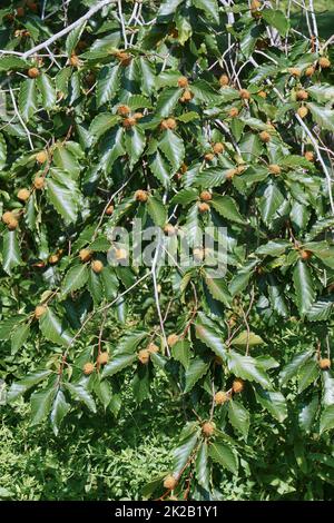 American beech tree with fruits Stock Photo - Alamy