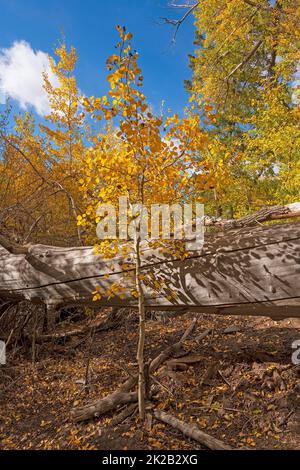 Yellow Aspen trees in a small cluster Stock Photo - Alamy