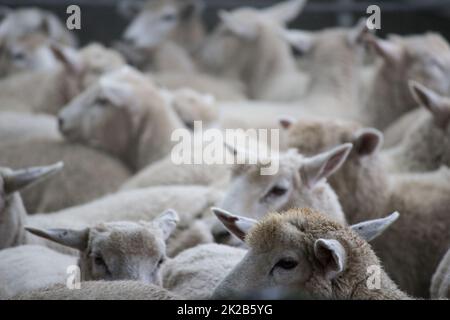 Hearding sheep in New Zealand Stock Photo - Alamy