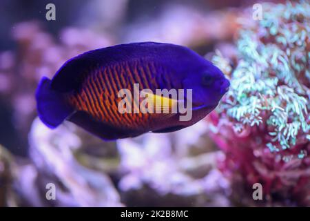 A striped - dwarf emperor Centropyge Bispinosa in a marine aquarium ...