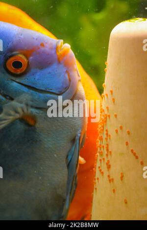 A female discus fish spawning at the spawning cone. You can see well ...