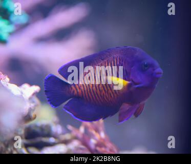 A striped - dwarf emperor Centropyge Bispinosa in a marine aquarium ...