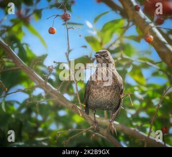 Female blackbird sitting an apple tree with fruits Stock Photo - Alamy