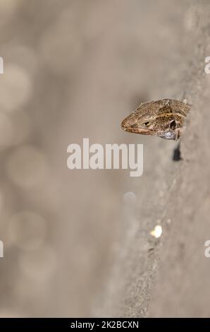 Male Gallot's lizard, (Gallotia galloti galloti), on volcanic rocks and ...
