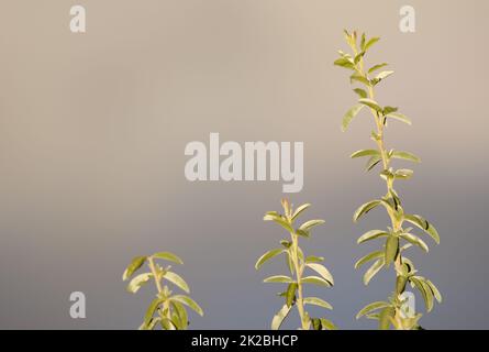 Branches of tree lucerne Chamaecytisus proliferus Stock Photo - Alamy