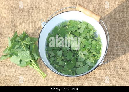 liquid manure from stinging nettles on a bucket on a jute sack Stock ...