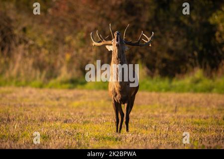 Red deer roaring on field in summertime golden hour Stock Photo - Alamy