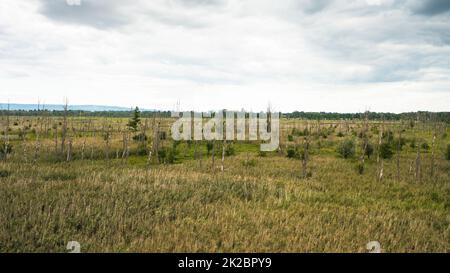 Drone view of a marsh with growing reed grasses and dead old trees ...