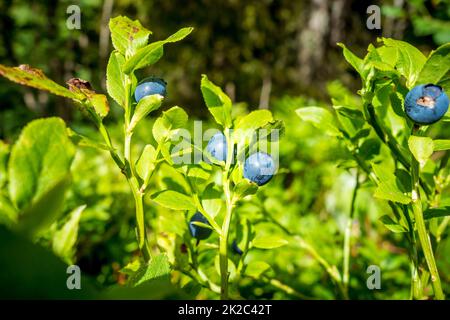 European Blueberry - bilberry - closeup view Stock Photo - Alamy