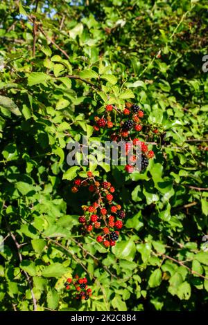 Blooming mulberry tree. Black and red mulberries on the branch of tree ...