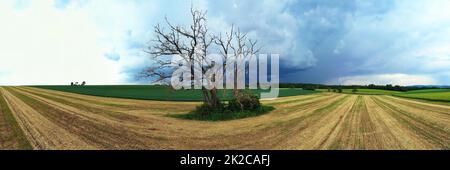 Dead tree from above Stock Photo - Alamy