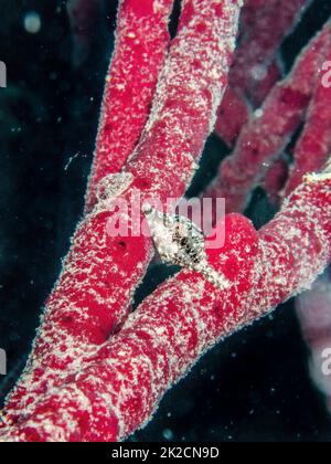 Red rope sponge (Amphimedon compressa) Egypt, Red Sea Stock Photo - Alamy