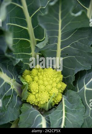 Vertical closeup view of romanesco broccoli aka roman cauliflower or ...