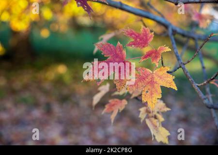Maple branches with green and yellow leaves in autumn, in the light of sunset. Blue sky ...