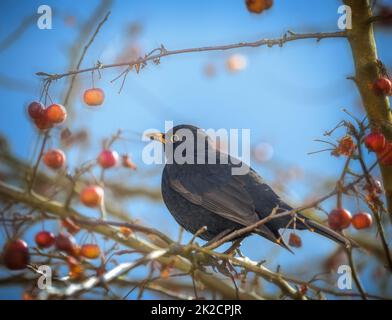 Blackbird sitting in an apple tree Stock Photo - Alamy
